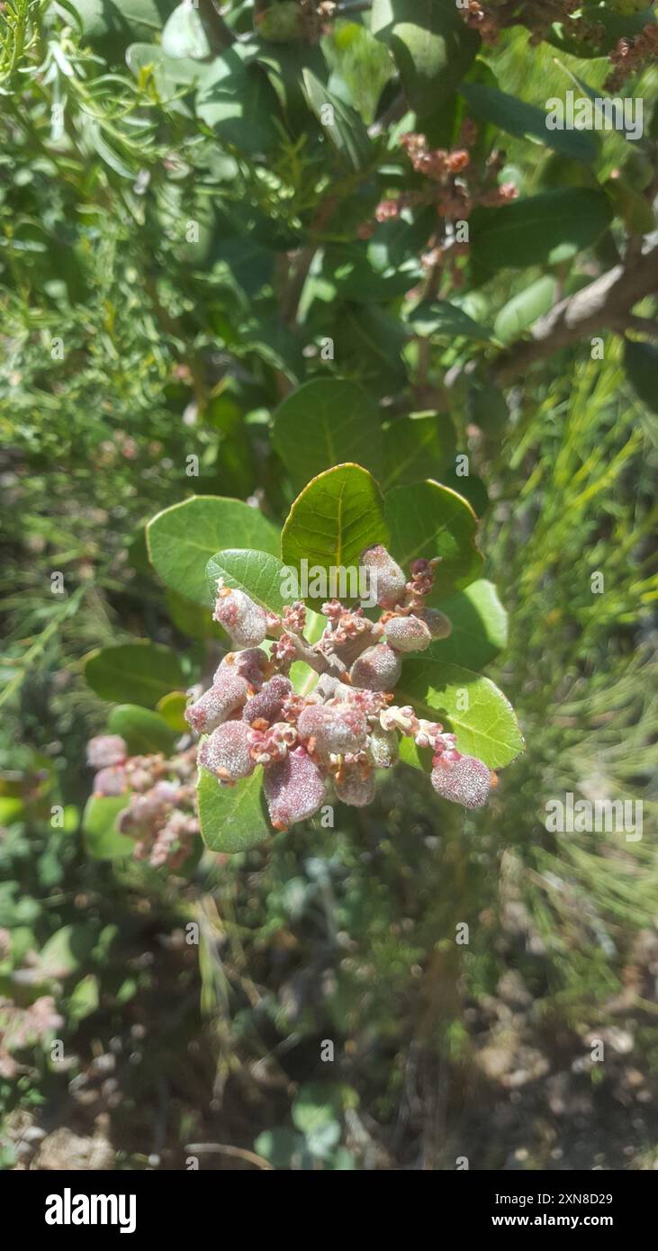 lemonade berry (Rhus integrifolia) Plantae Stock Photo - Alamy