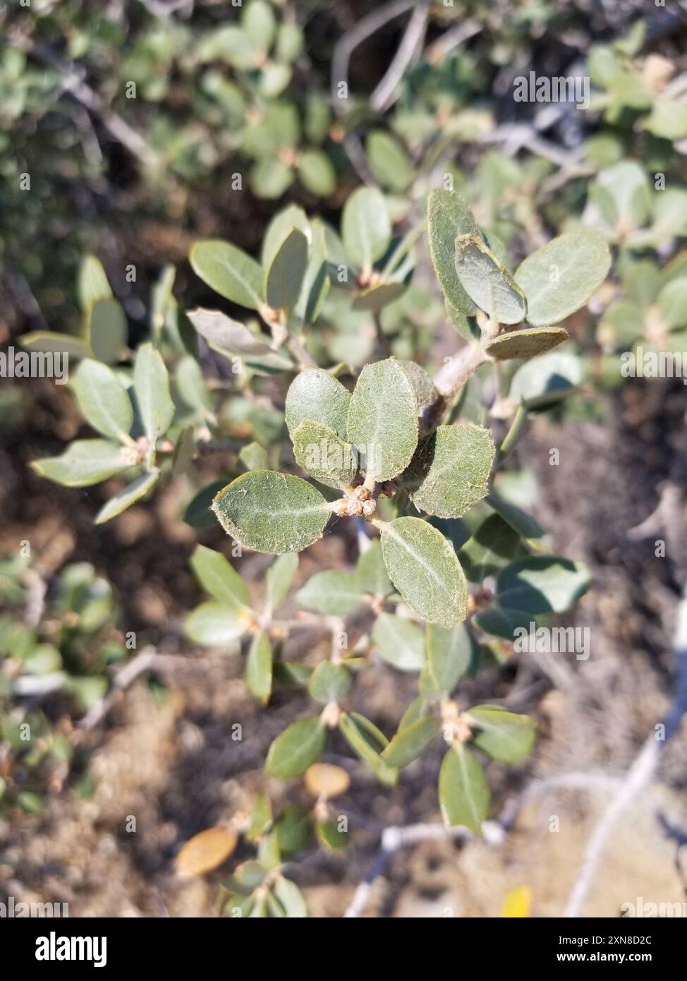 Muller's oak (Quercus cornelius-mulleri) Plantae Stock Photo - Alamy