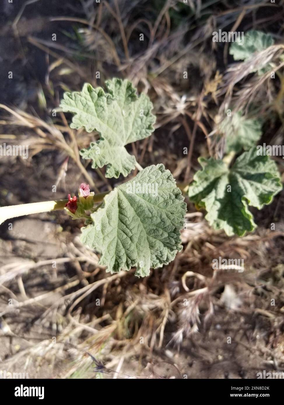 apricot mallow (Sphaeralcea ambigua) Plantae Stock Photo - Alamy
