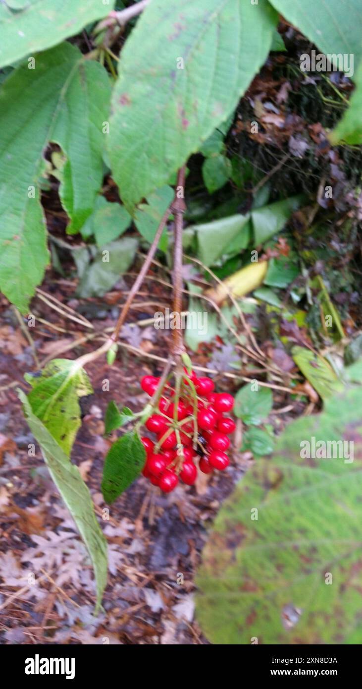 tea viburnum (Viburnum setigerum) Plantae Stock Photo - Alamy