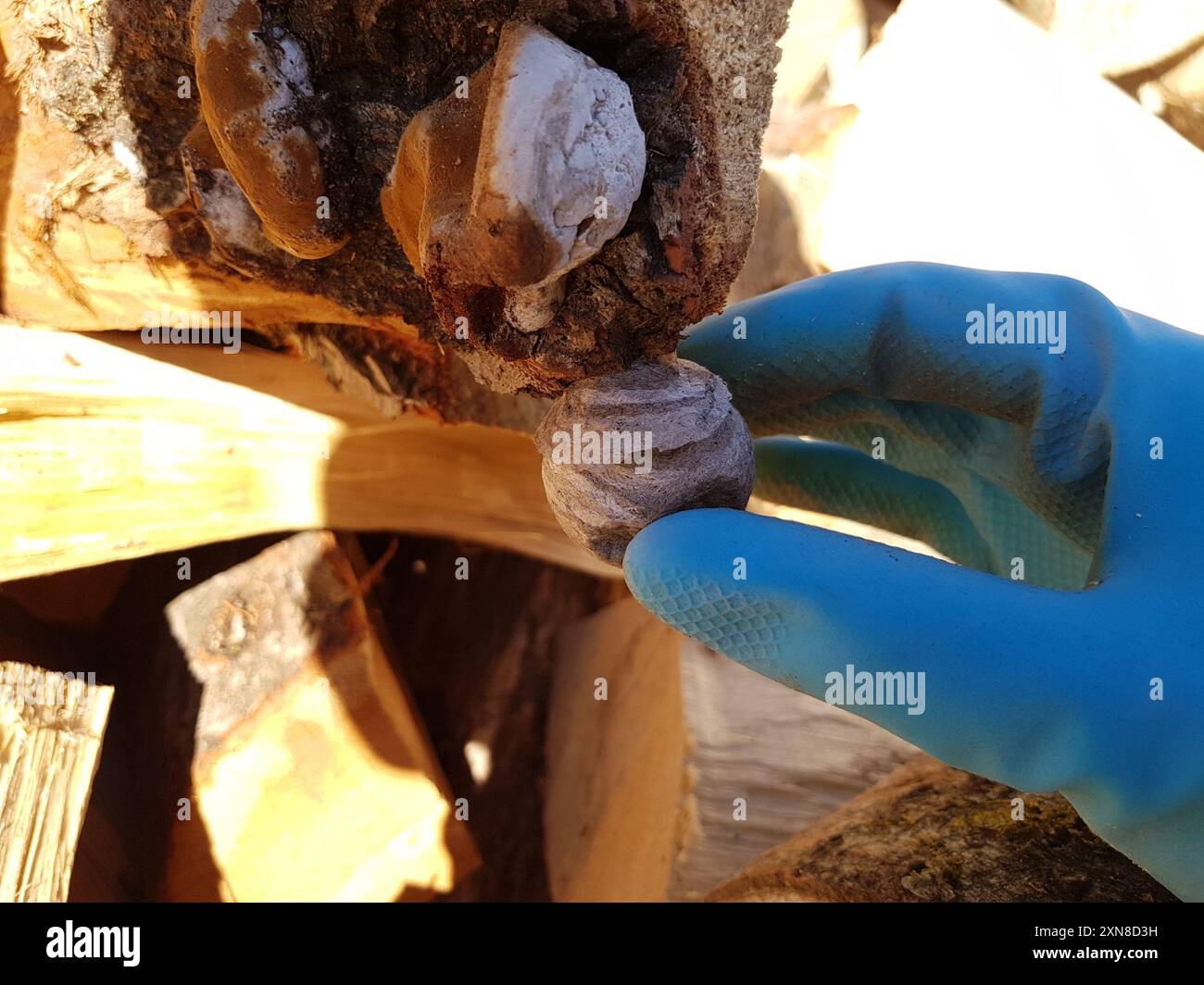 Hornets and Yellowjackets (Vespinae) Insecta Stock Photo - Alamy