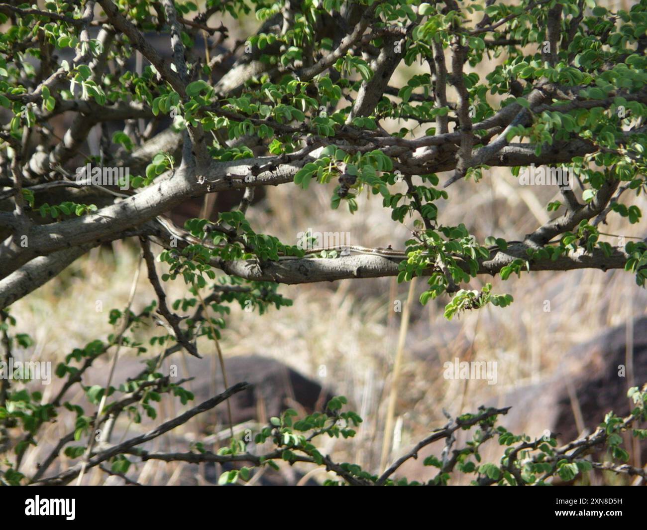 Cape Sand Snake (Psammophis leightoni) Reptilia Stock Photo - Alamy