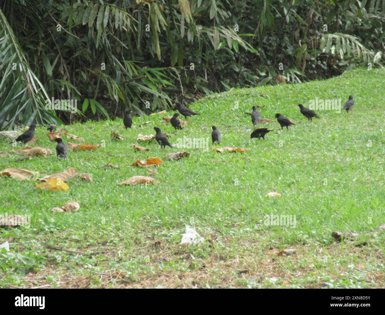 Crested Myna (Acridotheres cristatellus) Aves Stock Photo - Alamy