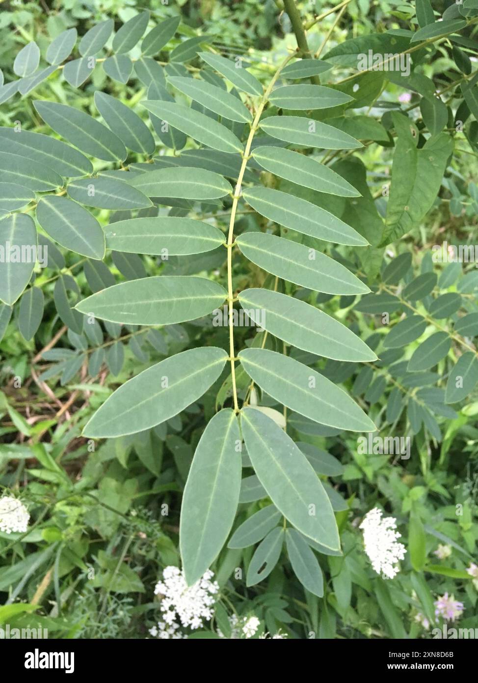 American senna (Senna hebecarpa) Plantae Stock Photo - Alamy
