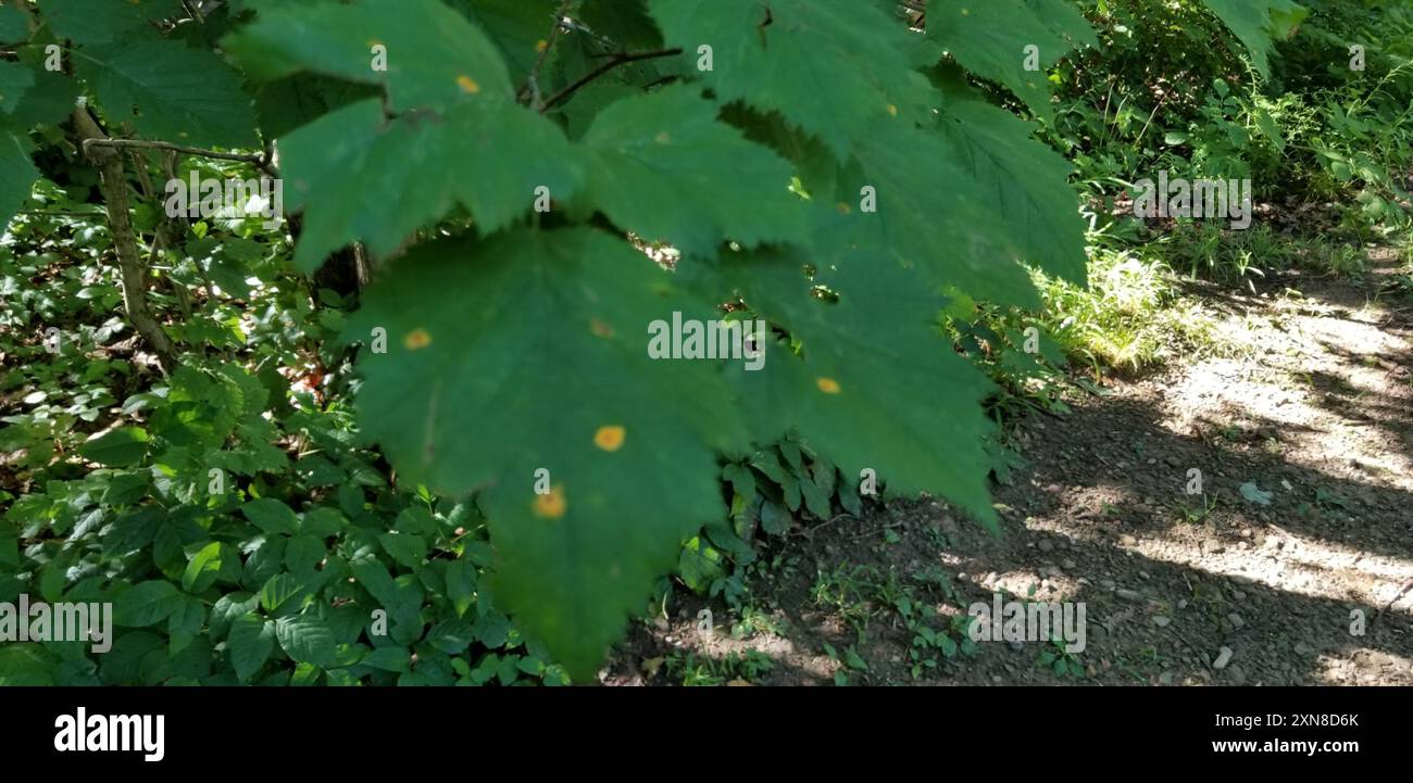 Juniper-hawthorn rust (Gymnosporangium globosum) Fungi Stock Photo - Alamy