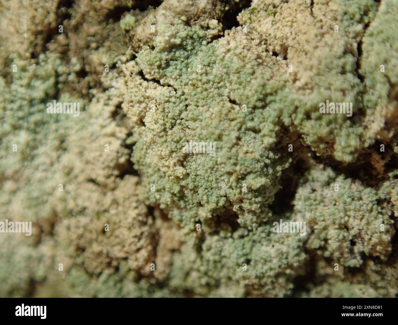 Dust Lichens (Lepraria) Fungi Stock Photo - Alamy