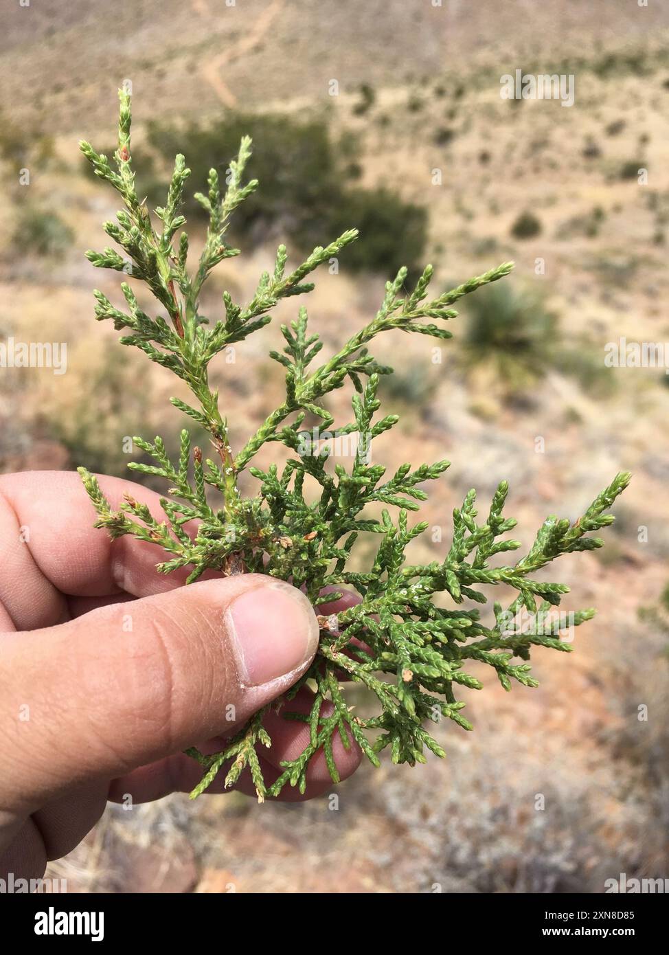 redberry juniper (Juniperus arizonica) Plantae Stock Photo - Alamy