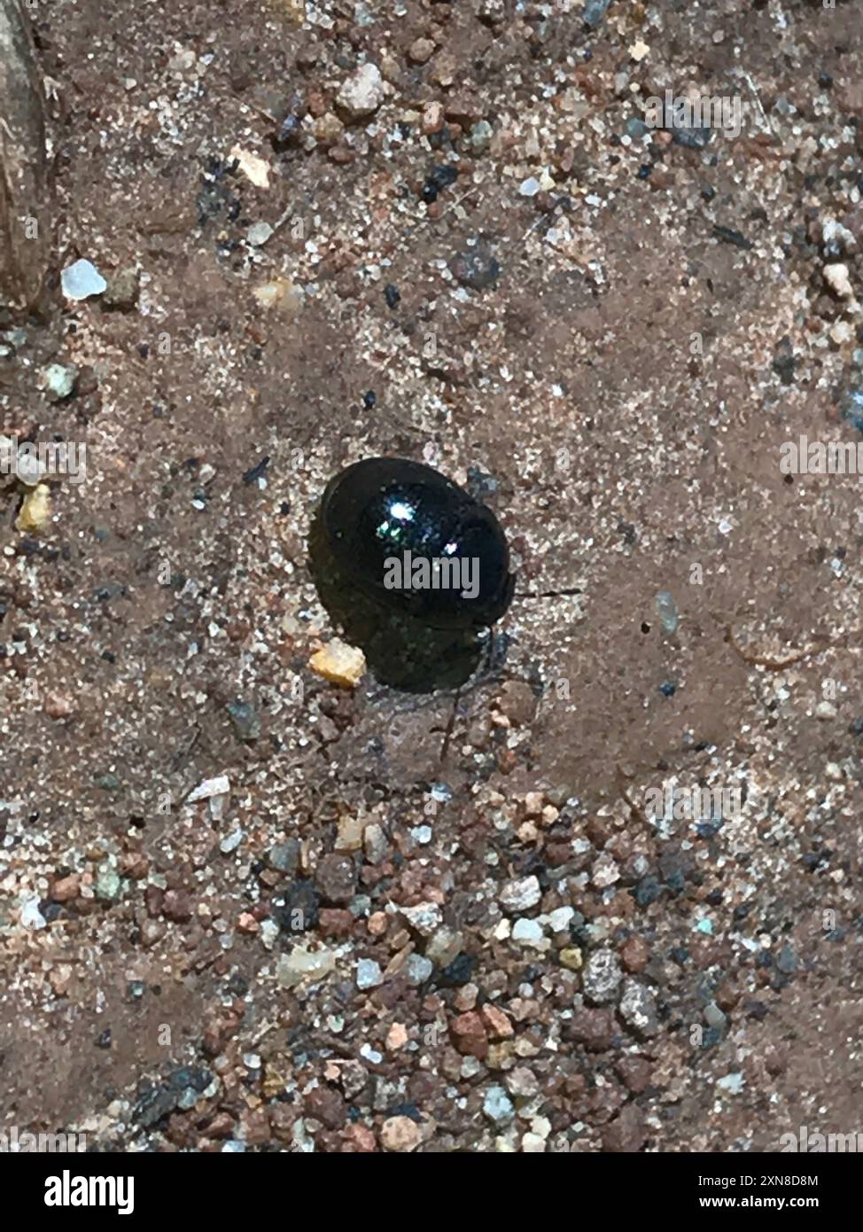 Ebony Bugs (Thyreocoridae) Insecta Stock Photo - Alamy