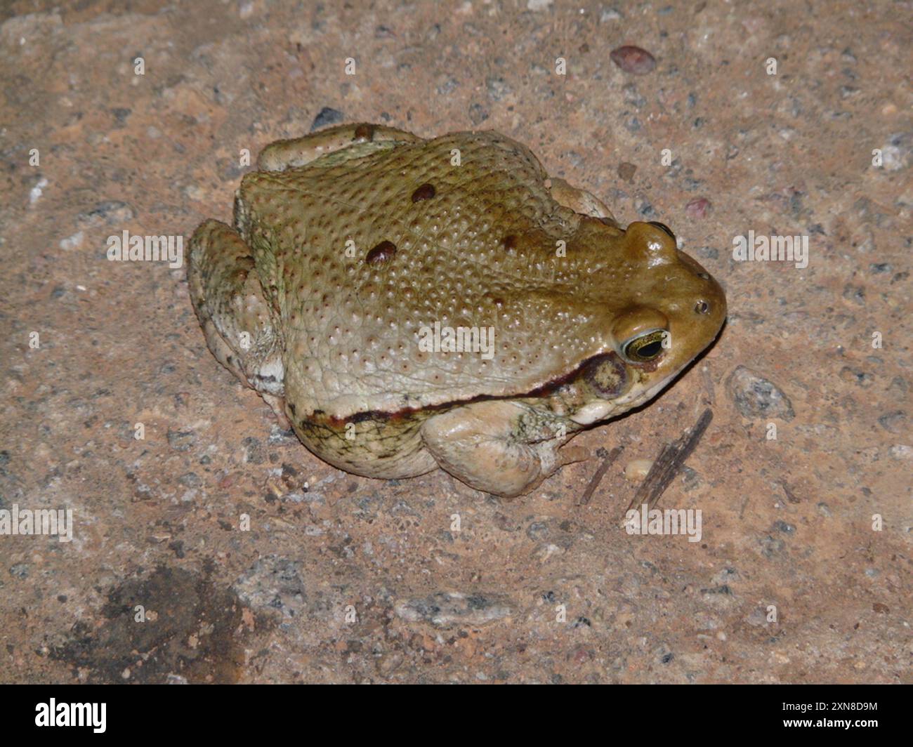 African Red Toad (Schismaderma carens) Amphibia Stock Photo - Alamy