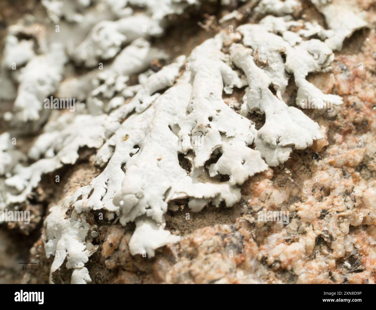 common lichens (Lecanoromycetes) Fungi Stock Photo - Alamy