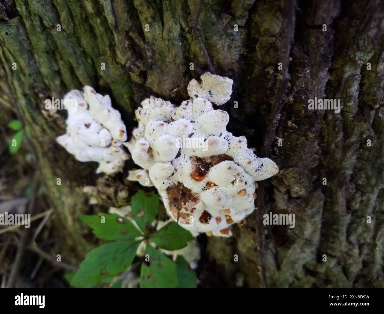 Blushing Rosette (Abortiporus biennis) Fungi Stock Photo - Alamy