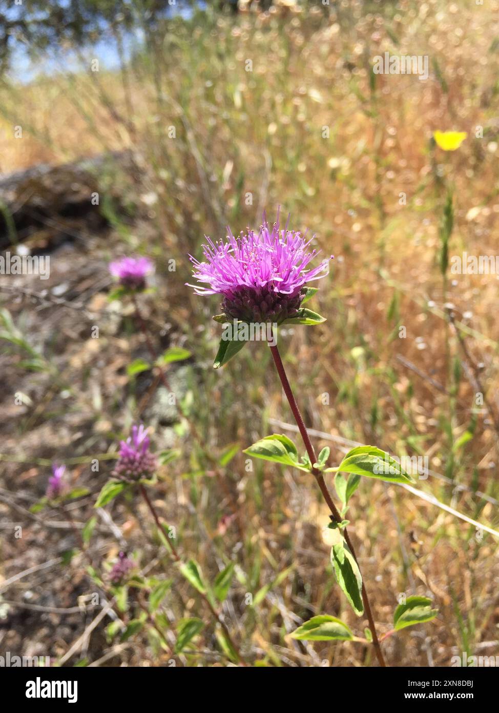 Coyote Mint (Monardella villosa) Plantae Stock Photo - Alamy