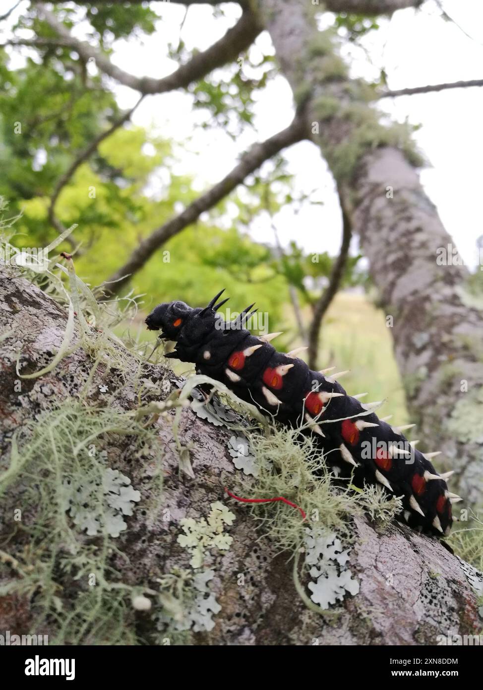 Cabbage Tree Emperor (Bunaea alcinoe) Insecta Stock Photo - Alamy