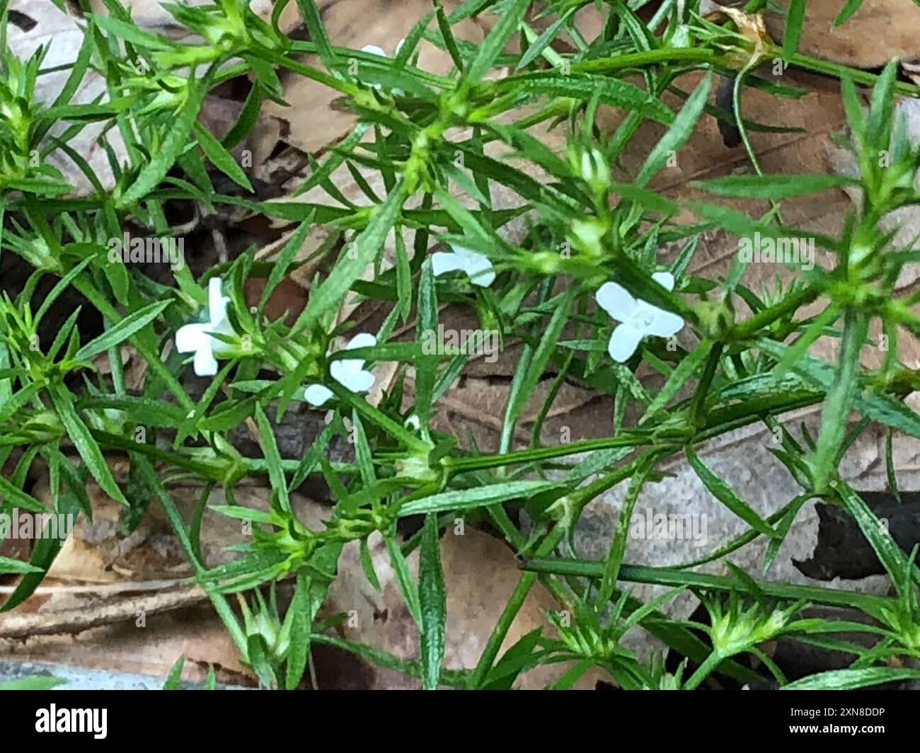 Rust Weed (Polypremum procumbens) Plantae Stock Photo - Alamy