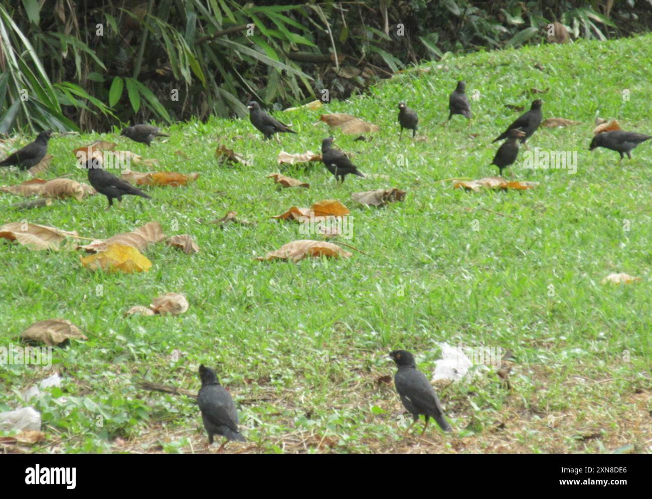 Crested Myna (Acridotheres cristatellus) Aves Stock Photo - Alamy