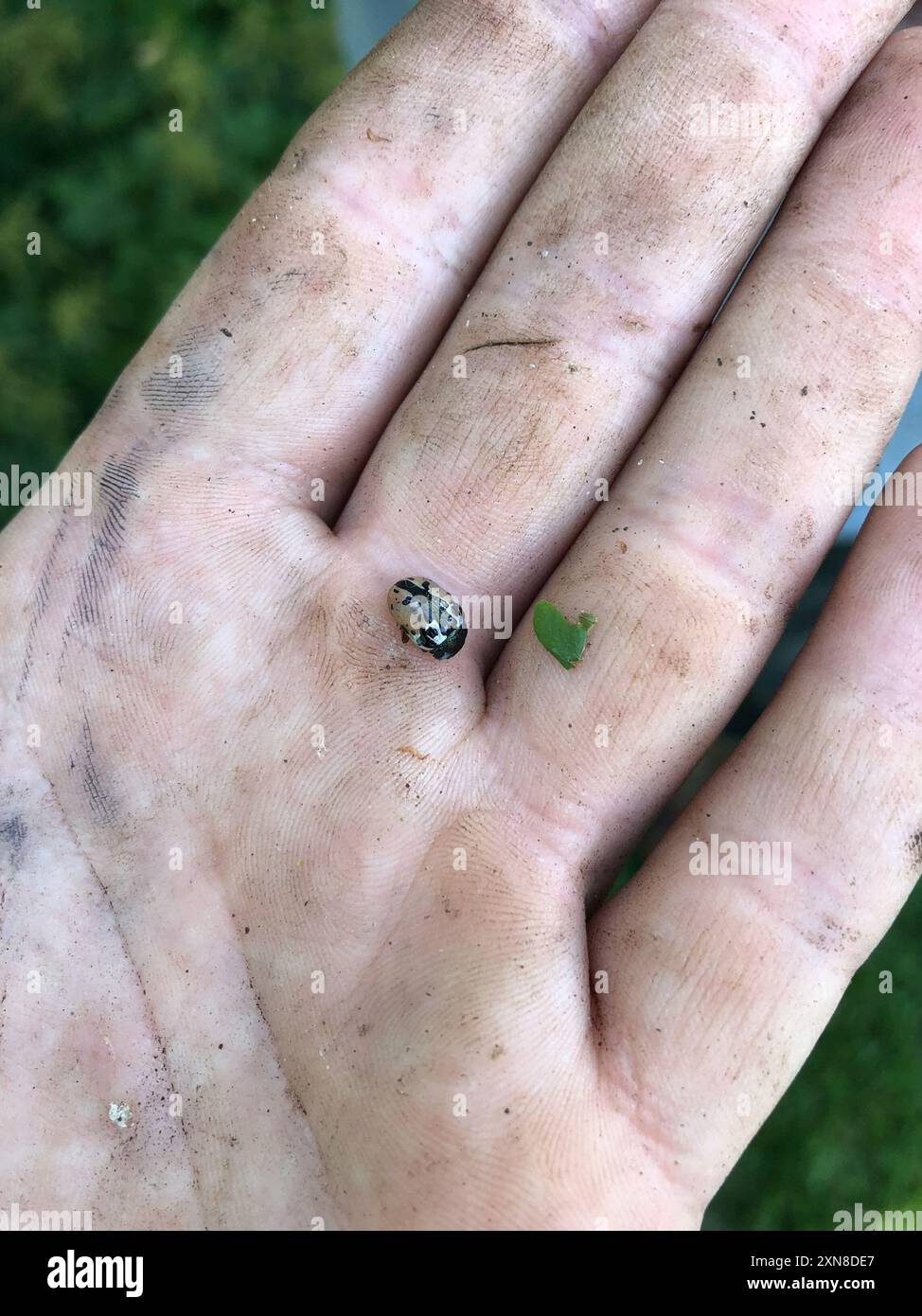 Confluent Leaf Beetle (Calligrapha confluens) Insecta Stock Photo - Alamy