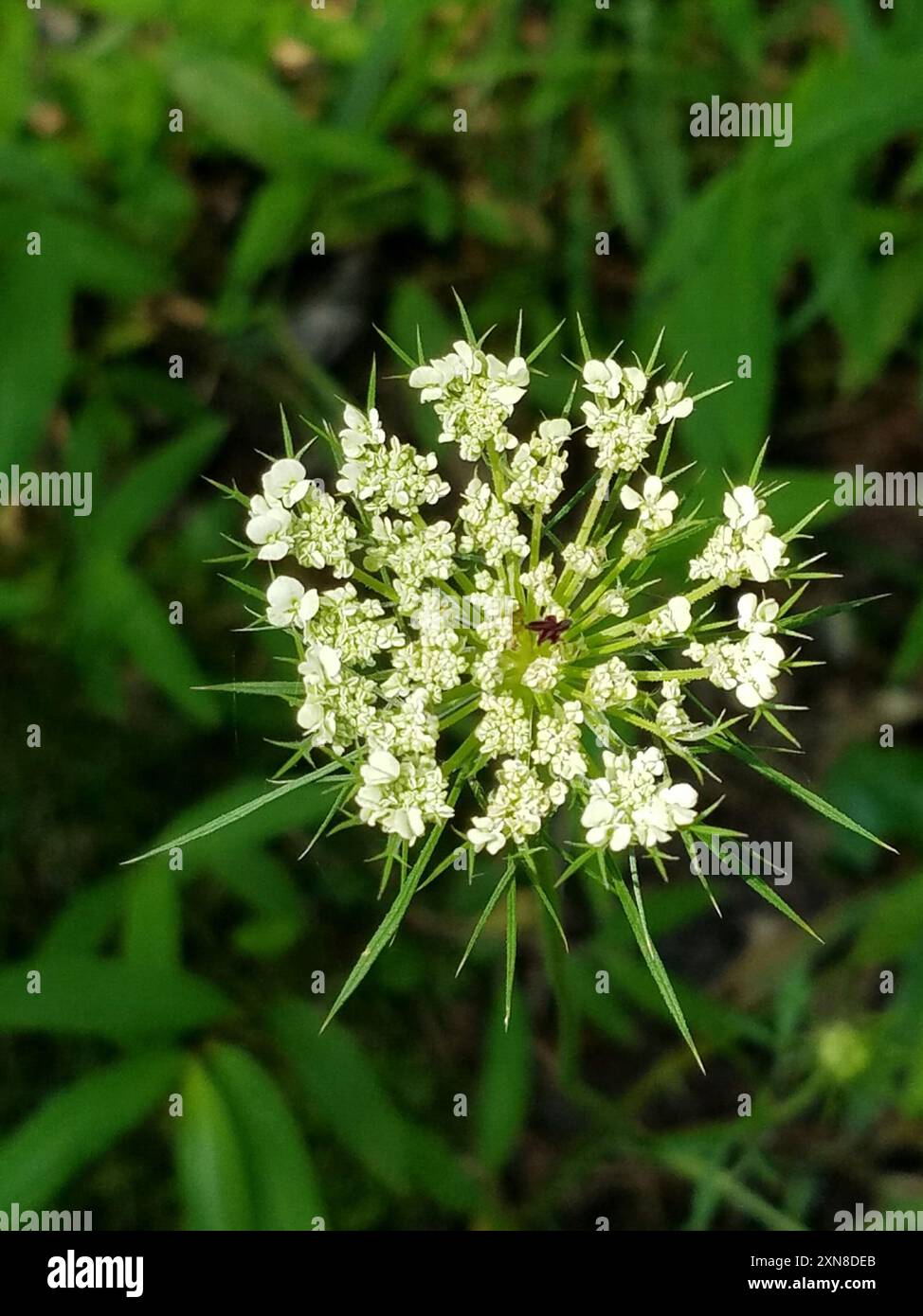 wild carrot (Daucus carota) Plantae Stock Photo - Alamy