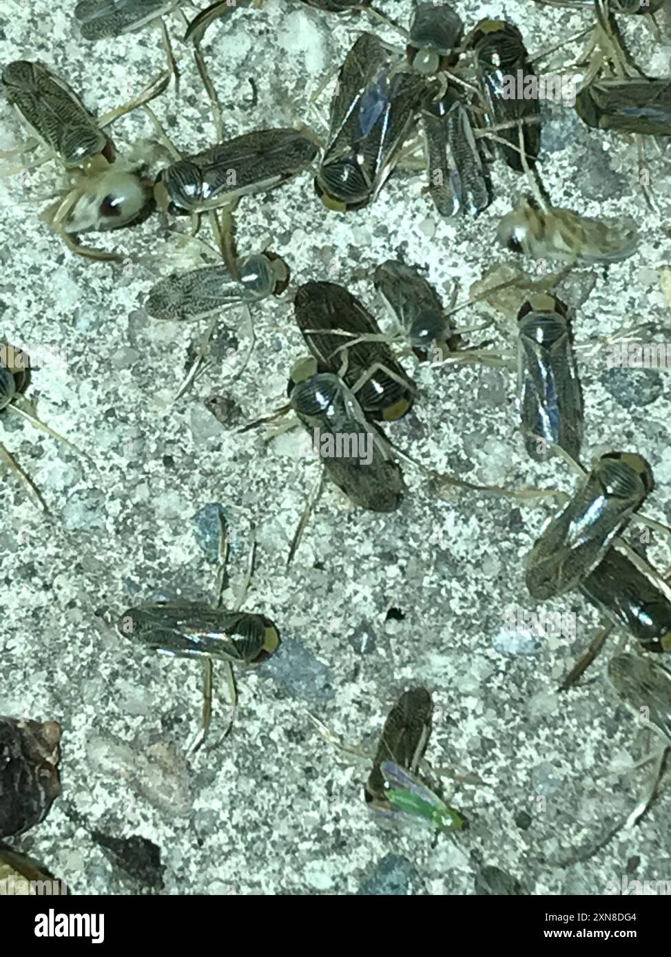 Water Boatmen (Corixidae) Insecta Stock Photo - Alamy