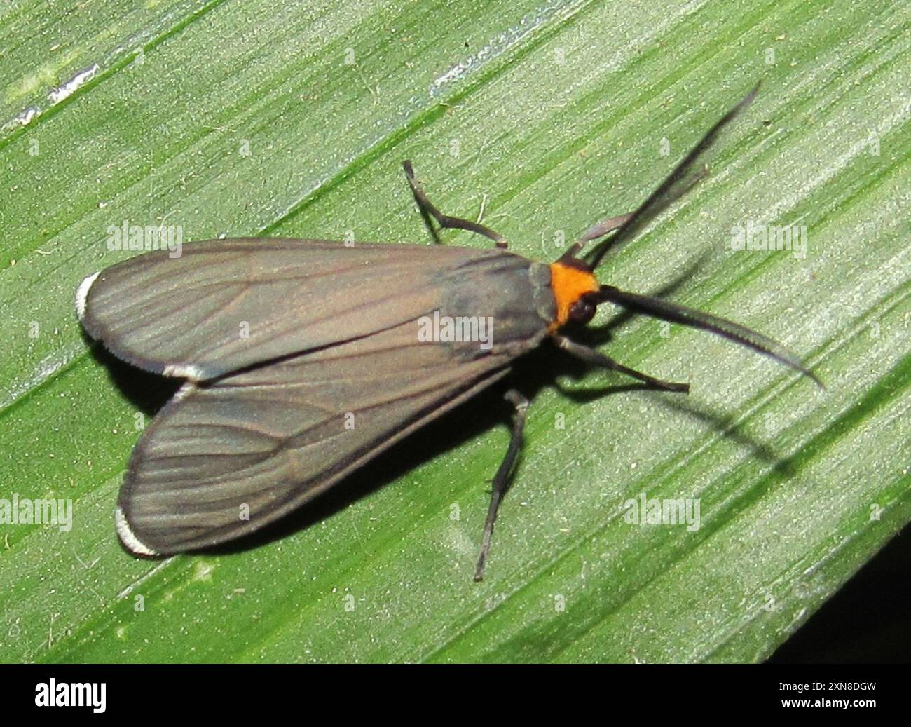 (Ctenucha rubriceps) Insecta Stock Photo - Alamy