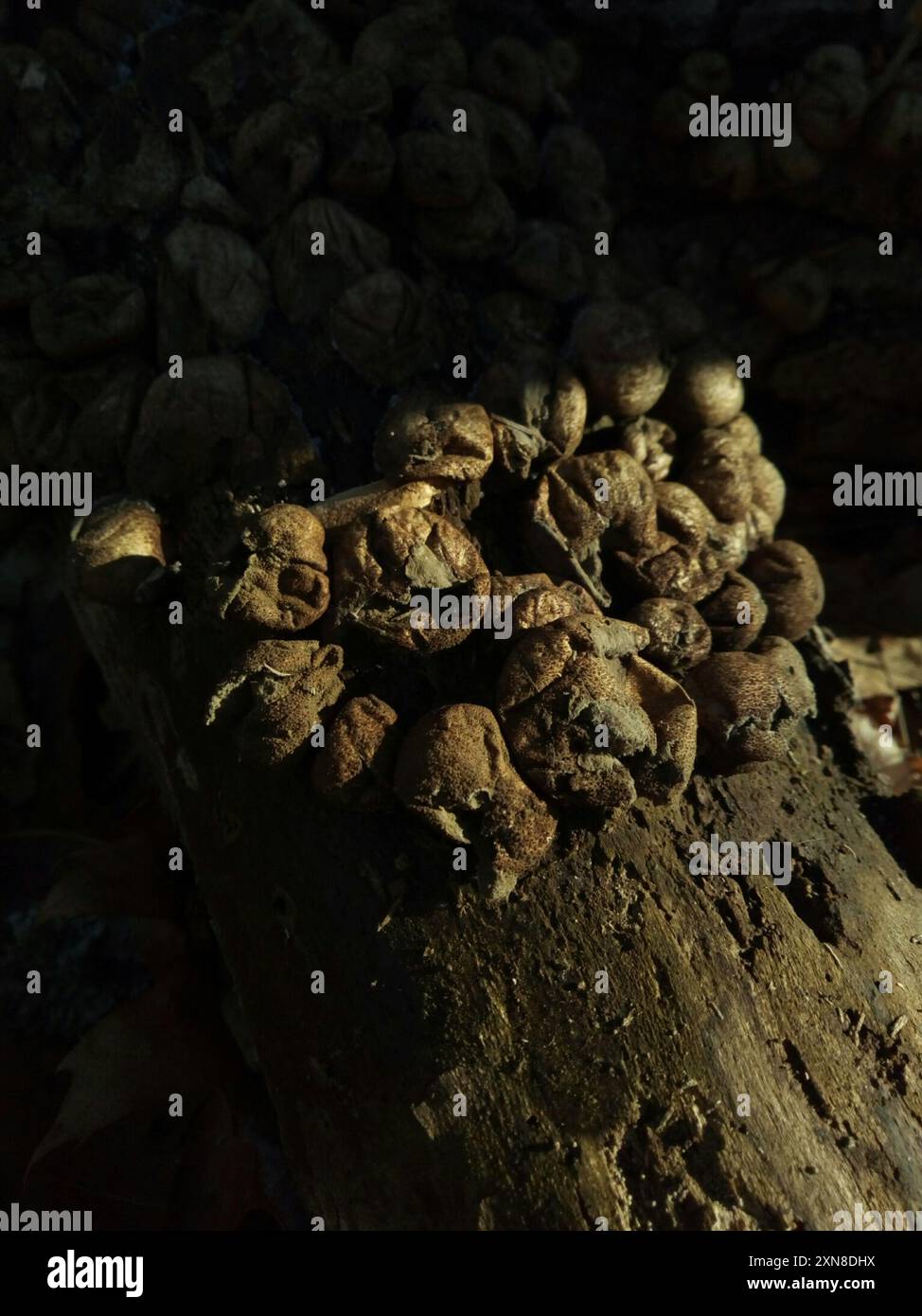 puffballs (Lycoperdaceae) Fungi Stock Photo - Alamy