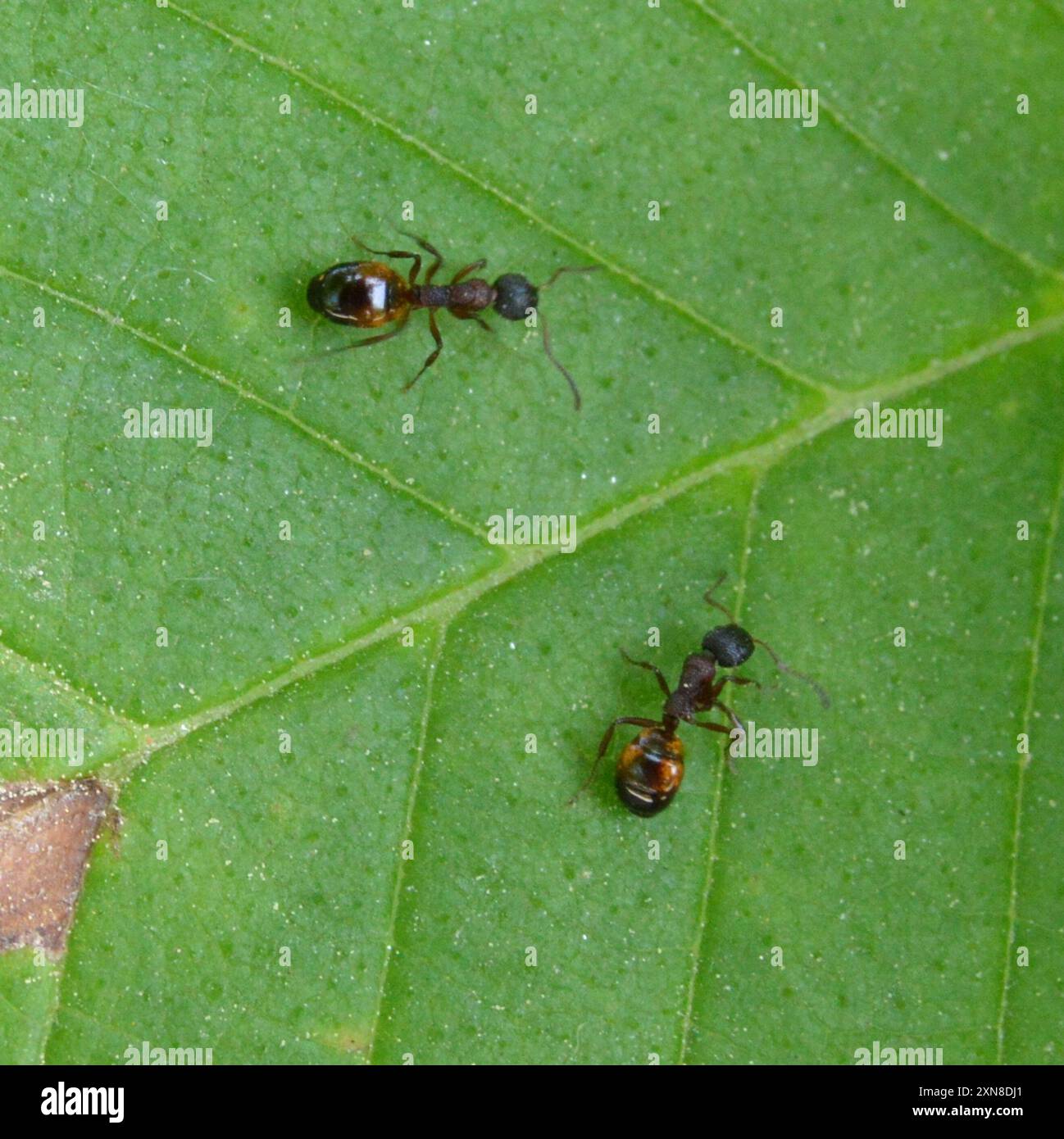 Mottled Odorous Ant (Dolichoderus plagiatus) Insecta Stock Photo - Alamy