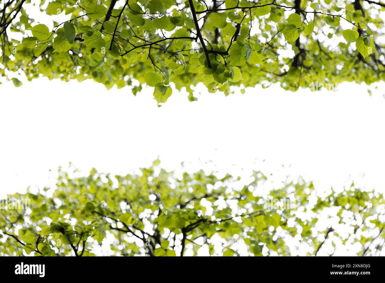 Linden tree branches with green leaves isolated on white background ...
