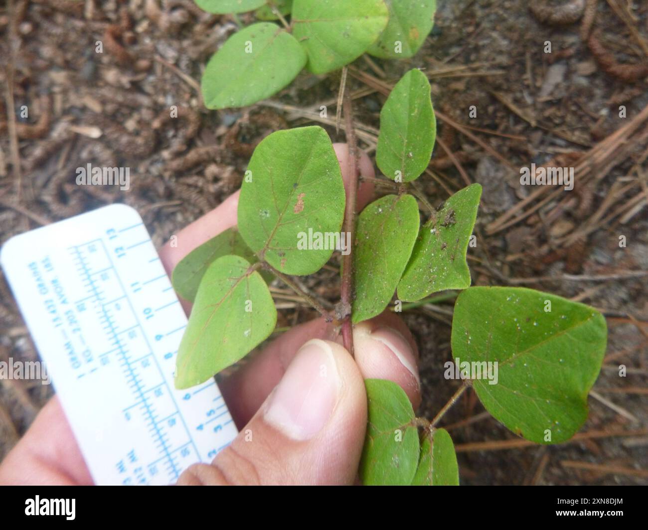 Sand Ticktrefoil (Desmodium lineatum) Plantae Stock Photo - Alamy