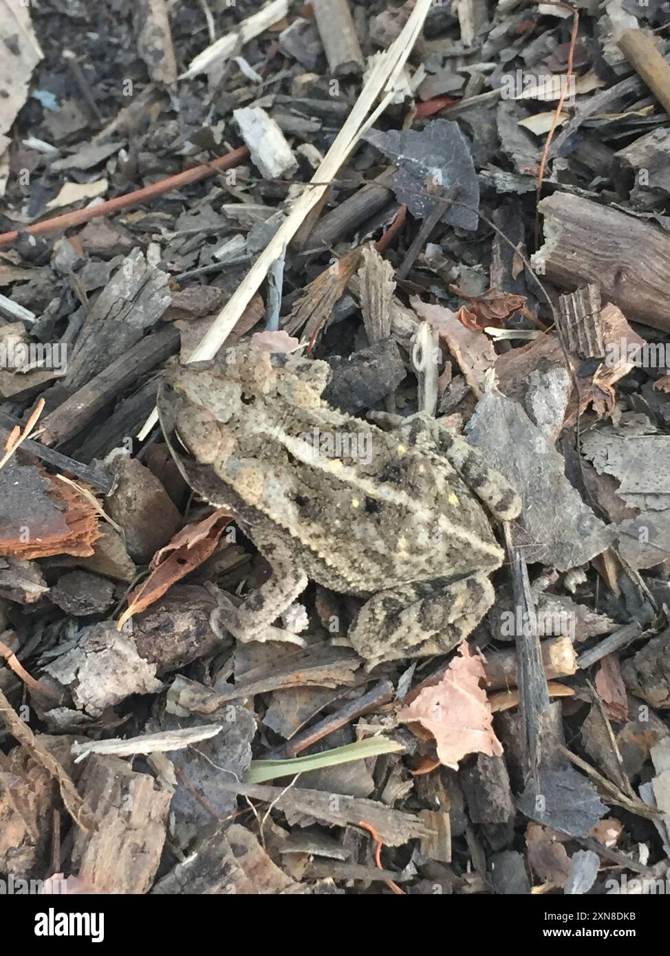 Gulf Coast Toad (Incilius nebulifer) Amphibia Stock Photo - Alamy
