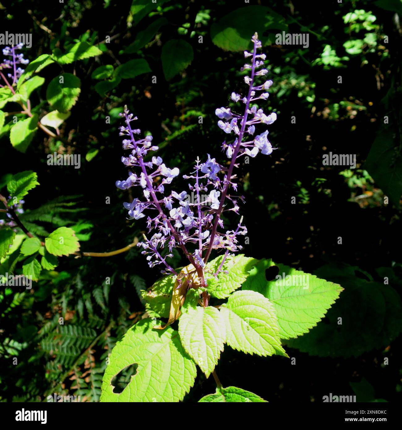 pink fly bush (Plectranthus fruticosus) Plantae Stock Photo - Alamy