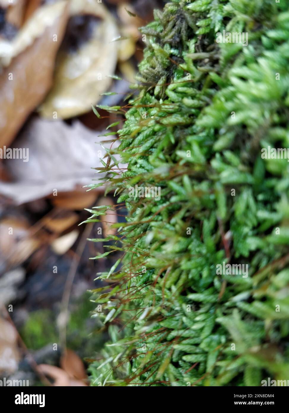 seductive entodon moss (Entodon seductrix) Plantae Stock Photo - Alamy