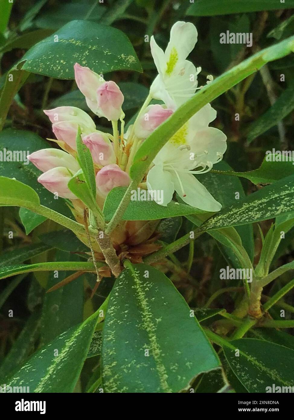 great rhododendron (Rhododendron maximum) Plantae Stock Photo - Alamy