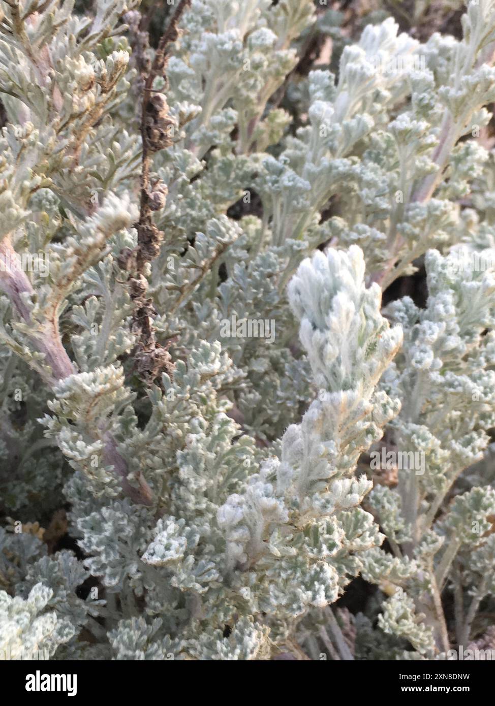 coastal sagewort (Artemisia pycnocephala) Plantae Stock Photo - Alamy