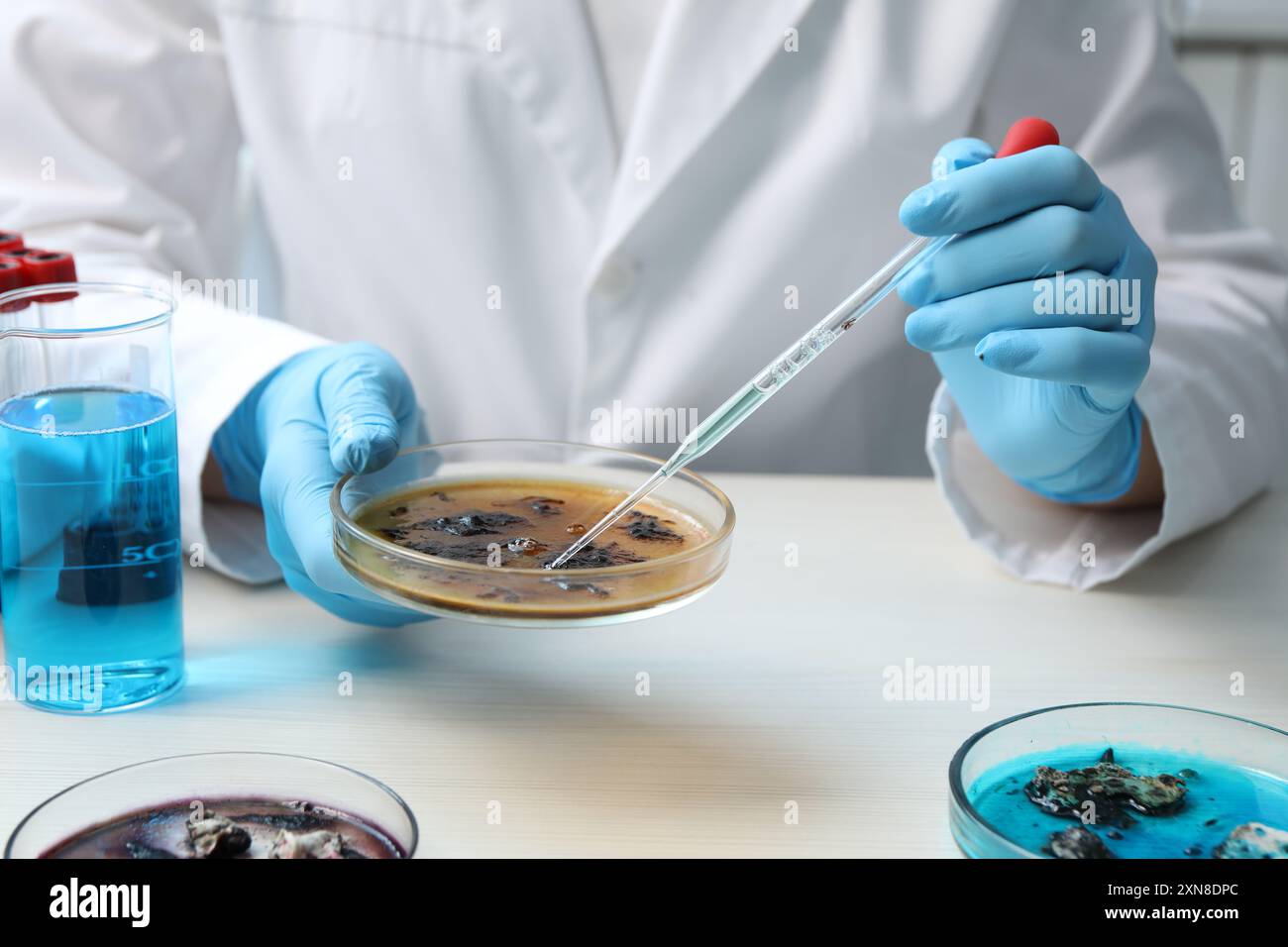 Laboratory worker dripping sample from pipette into petri dish at white ...