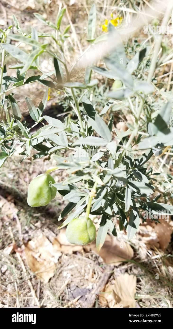 Bladderpod (Cleomella arborea) Plantae Stock Photo - Alamy