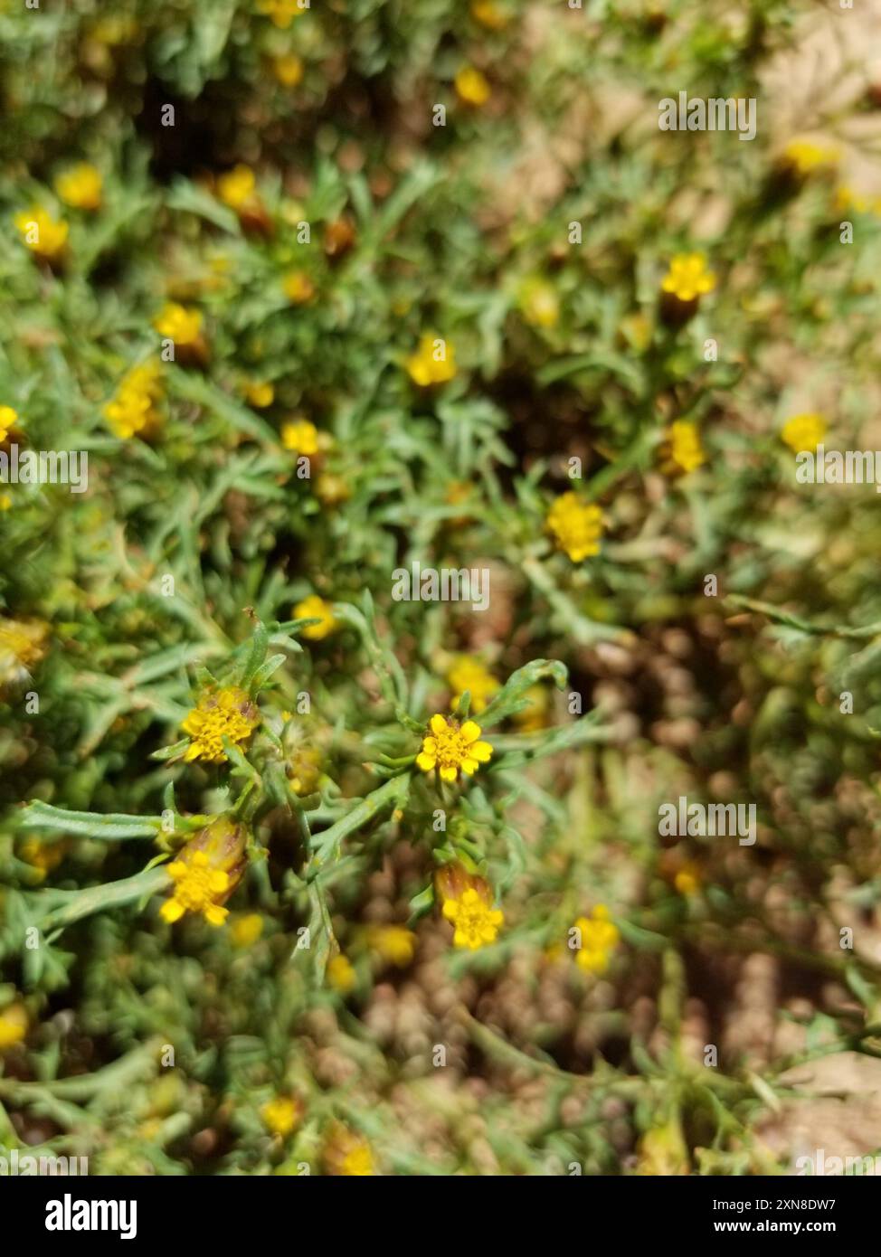 Fetid marigold (Dyssodia papposa) Plantae Stock Photo - Alamy