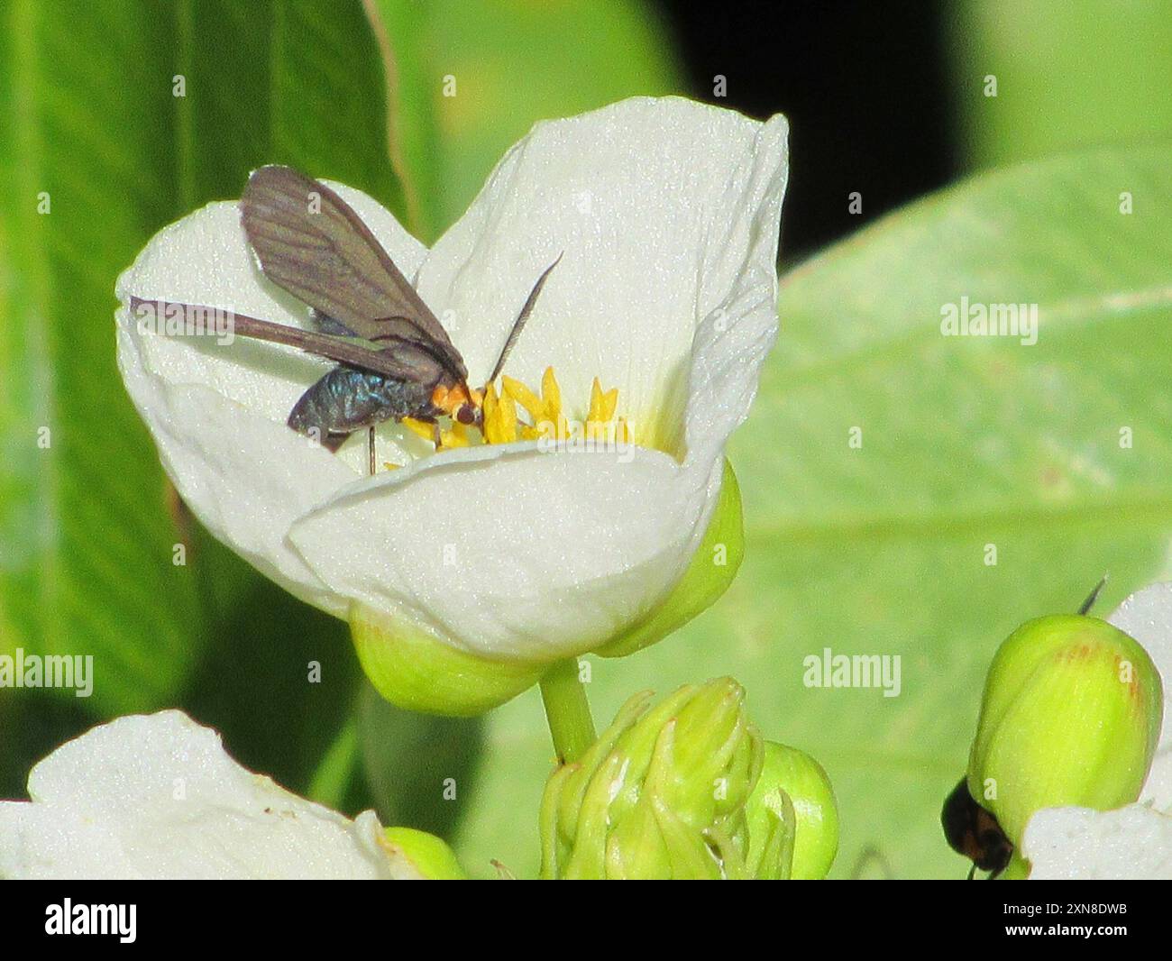 (Ctenucha rubriceps) Insecta Stock Photo - Alamy