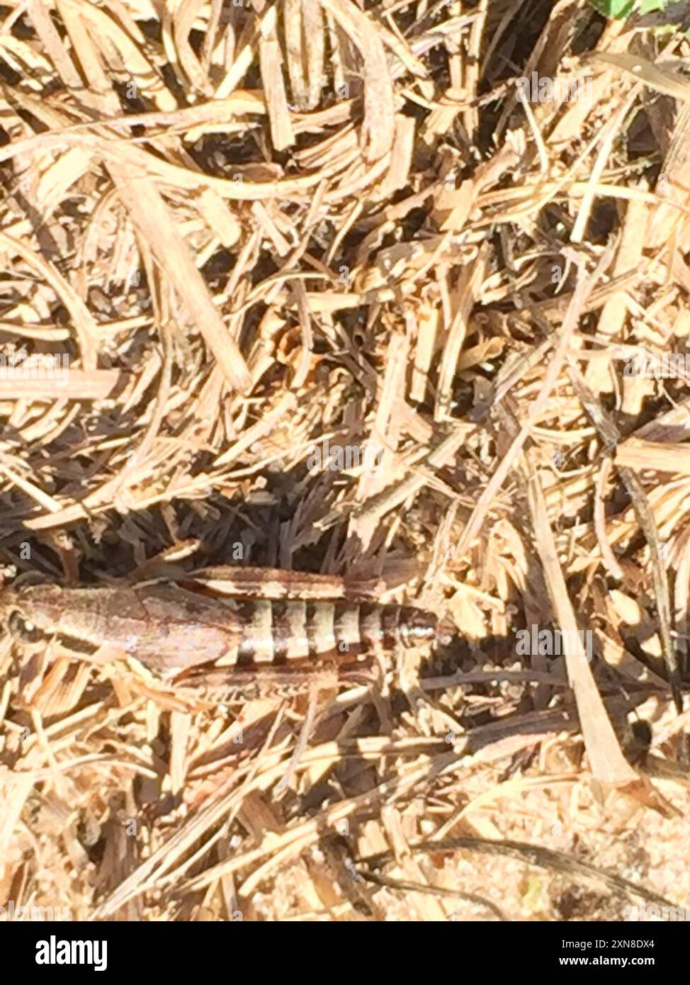 Dawson's Spur-throat Grasshopper (Melanoplus dawsoni) Insecta Stock ...