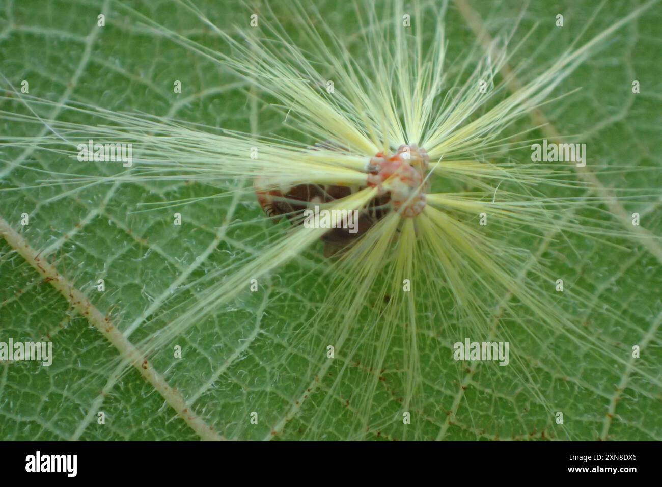 Ricaniid Planthoppers (Ricaniidae) Insecta Stock Photo - Alamy