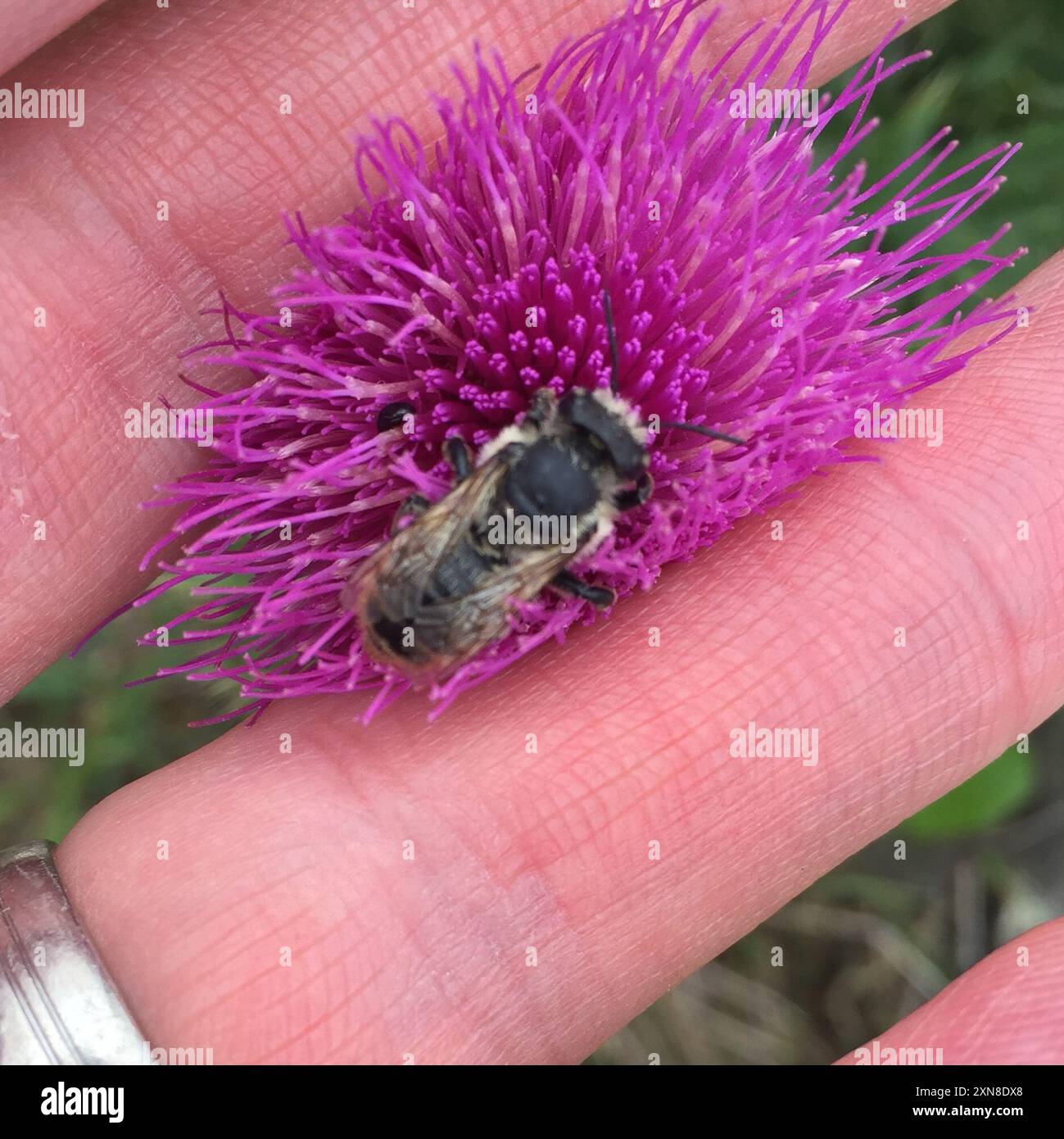 broad-handed leafcutter bee (Megachile latimanus) Insecta Stock Photo ...