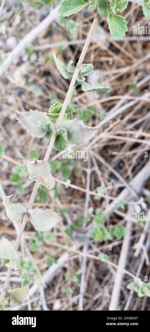 desert lavender (Condea emoryi) Plantae Stock Photo - Alamy
