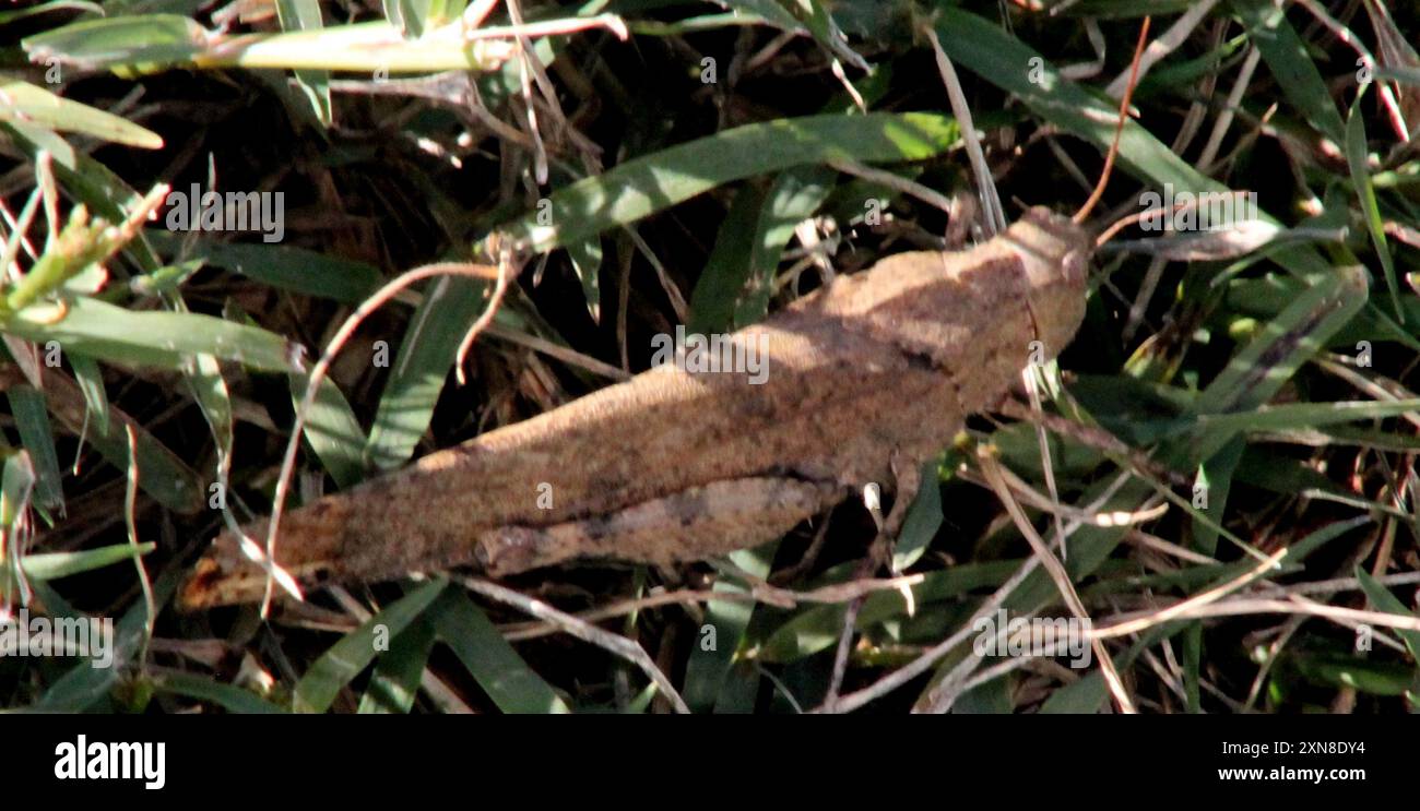 Carolina Grasshopper (Dissosteira carolina) Insecta Stock Photo - Alamy
