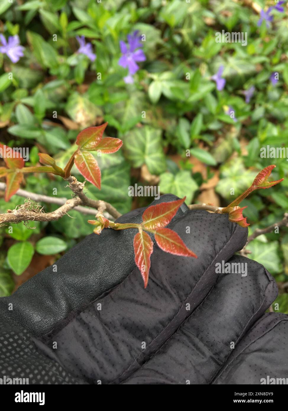 eastern poison ivy (Toxicodendron radicans) Plantae Stock Photo - Alamy