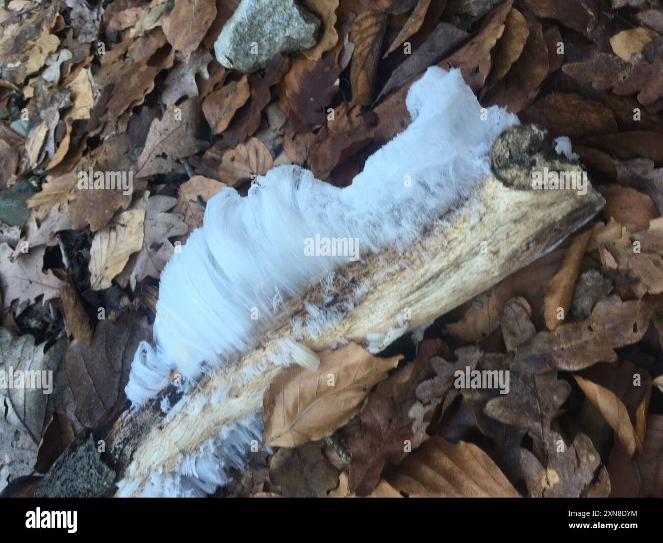 Hair Ice (Exidiopsis effusa) Fungi Stock Photo - Alamy