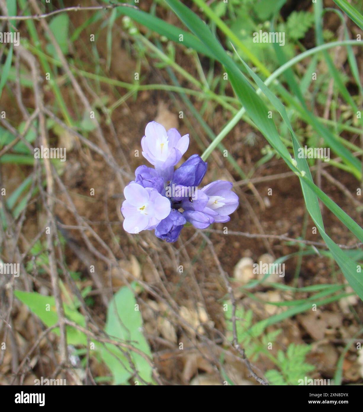 Blue Dicks (Dipterostemon capitatus) Plantae Stock Photo - Alamy