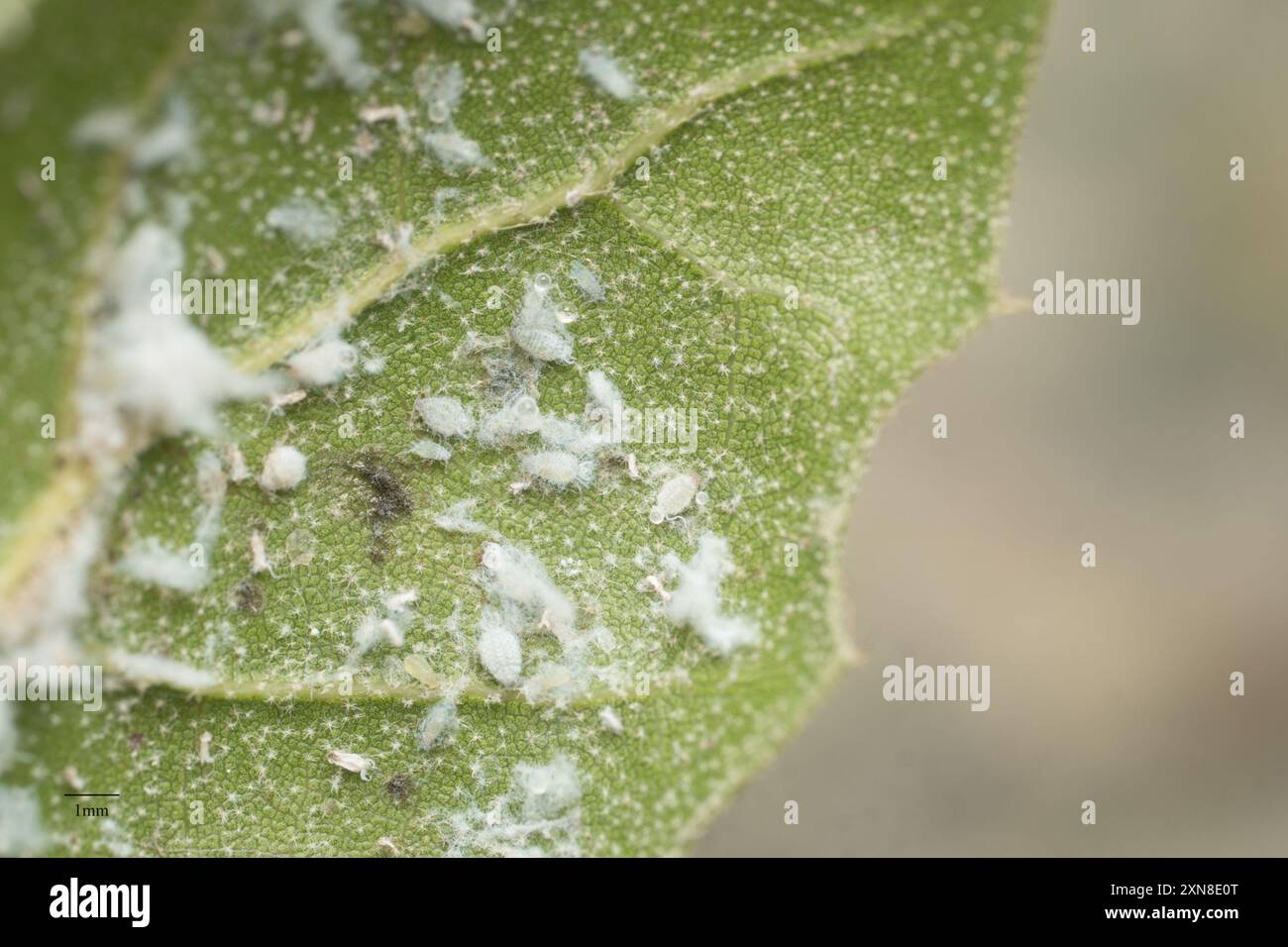 Californian Woolly Oak Aphid (Stegophylla essigi) Insecta Stock Photo ...