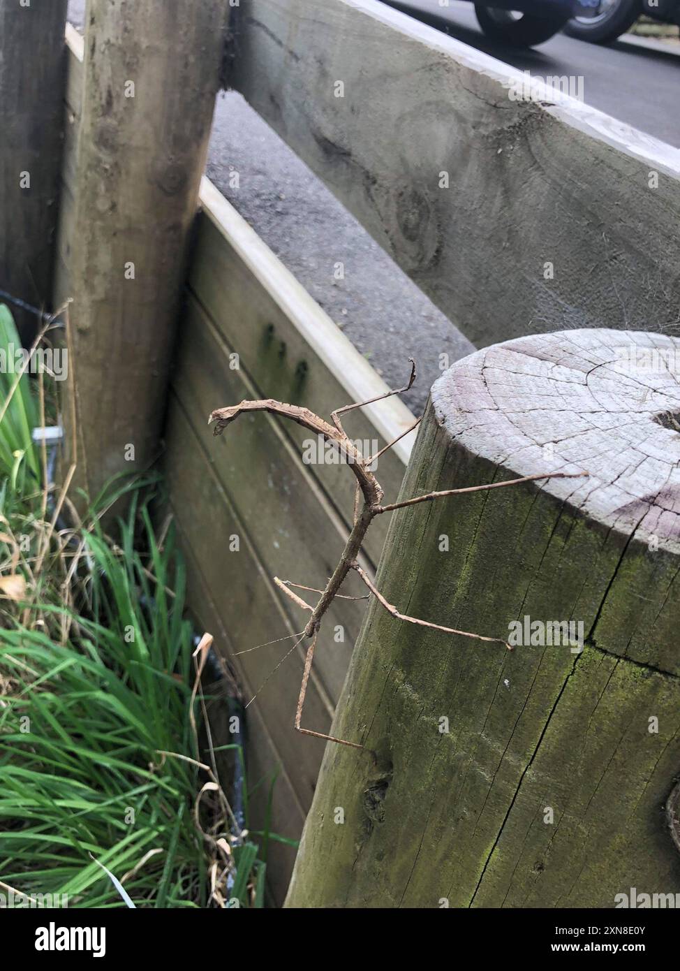 New Zealand Giant Stick Insect (Argosarchus horridus) Insecta Stock ...