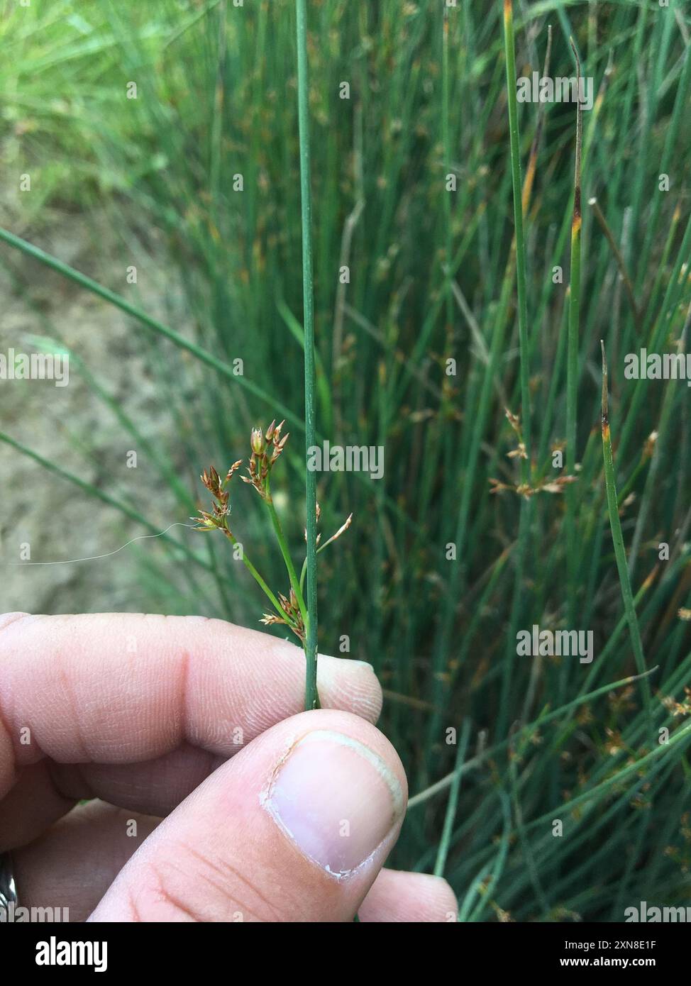 (Juncus effusus) Plantae Stock Photo - Alamy