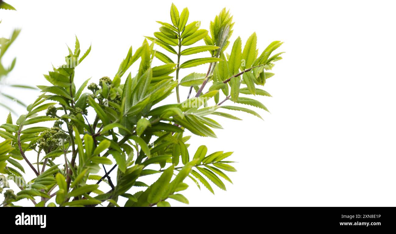 Rowan tree branches with green leaves isolated on white background ...
