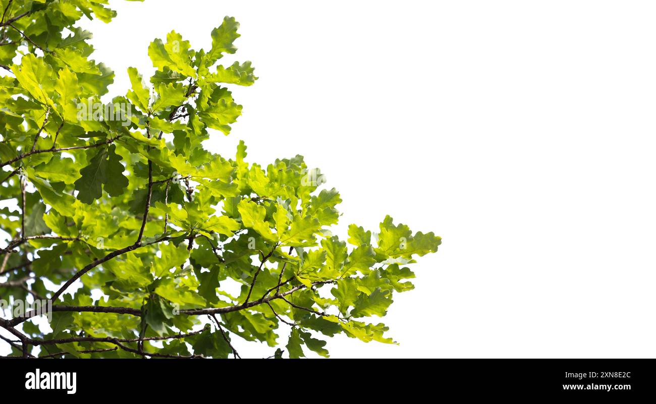 Oak tree branches with green leaves isolated on white background ...
