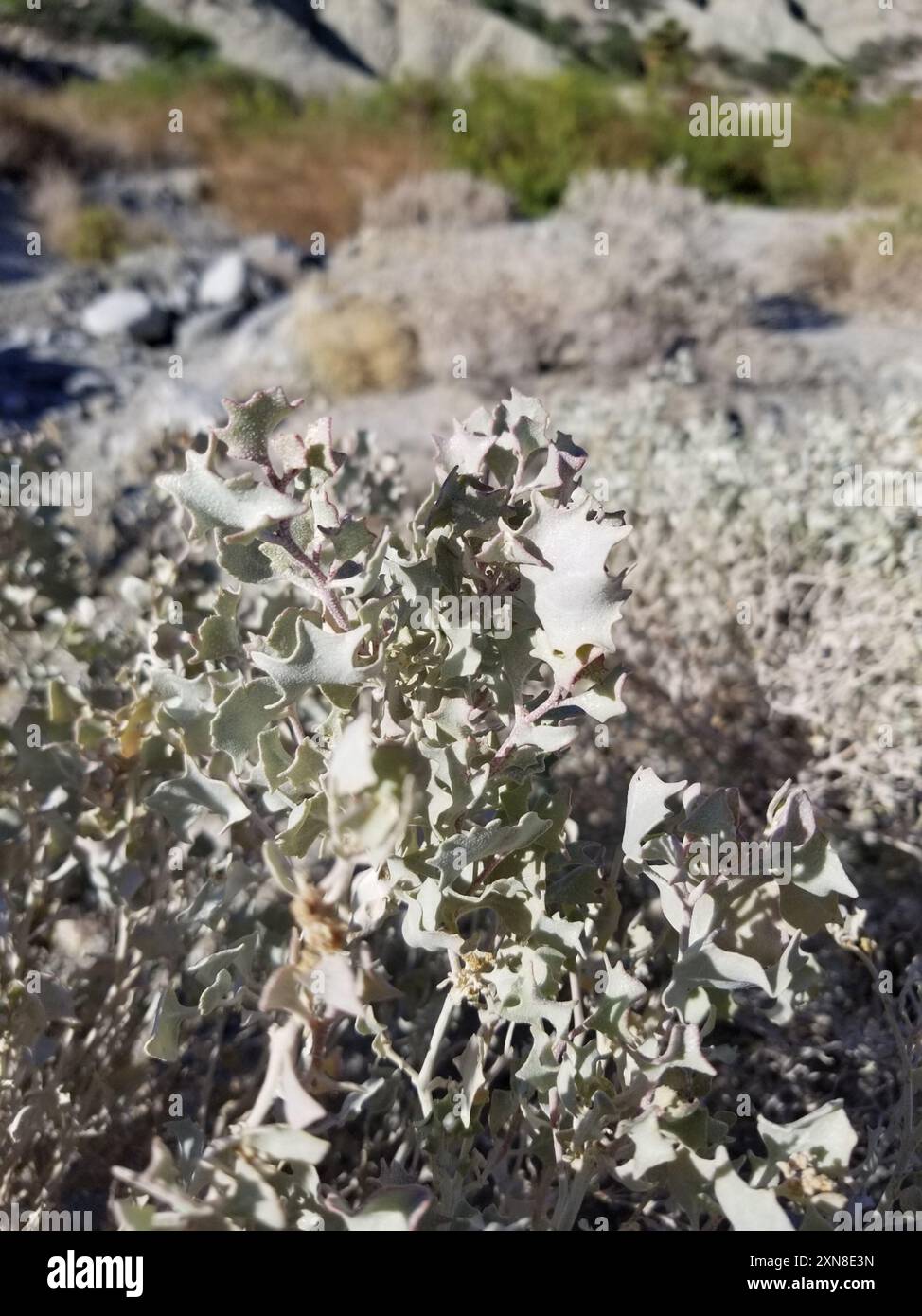 Desert Holly (Atriplex hymenelytra) Plantae Stock Photo - Alamy